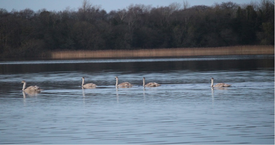 World Wetland's Day 2024 - Lough Ennell (Westmeath) - Irish Ramsar ...